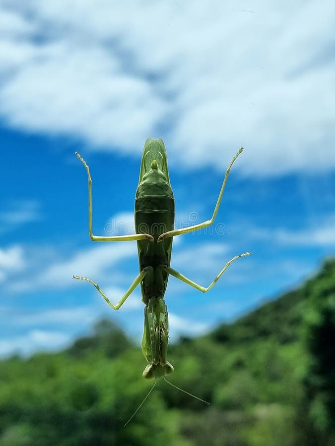 The Praying Mantis on the Clear Glass and Blurred Background Stock ...