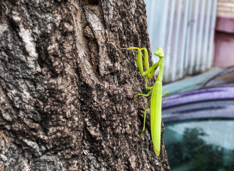 Praying Tree Frog stock image. Image of position, tree - 643793