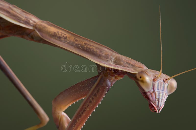 Praying mantis close-up stock photo. Image of macro, wildlife - 10742756