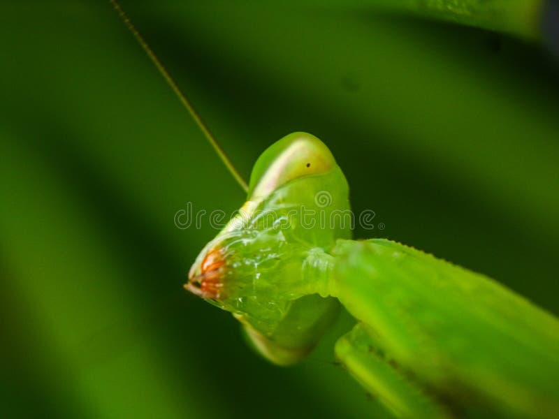 Praying mantis close up stock photo. Image of green - 205491248