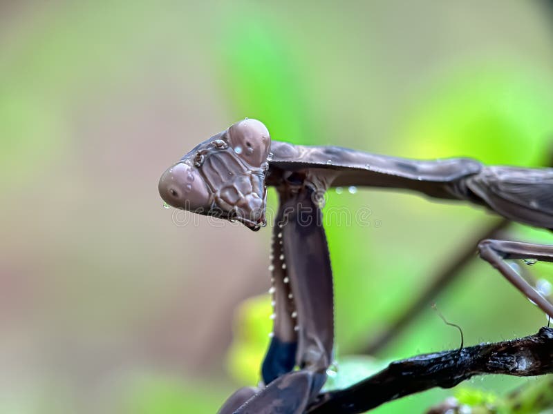 Praying mantis stock photo. Image of creature, camouflage - 327808936