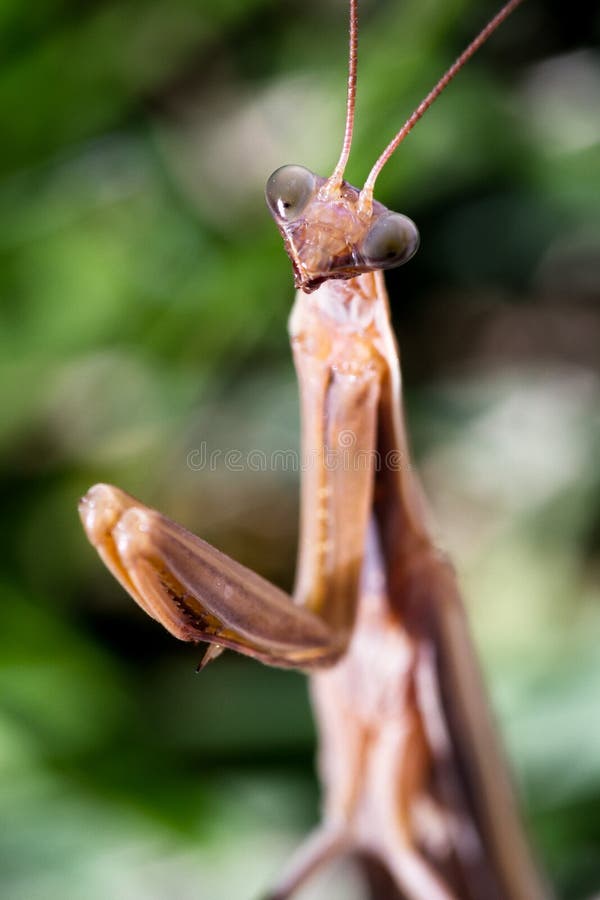 Praying Mantis stock image. Image of small, natural, nature - 61239795