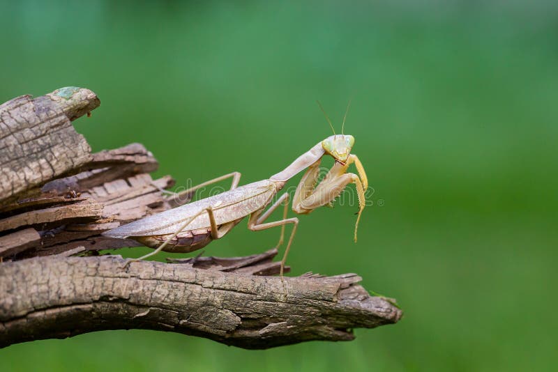 Praying Mantis Close Up on Green Background Stock Image - Image of ...