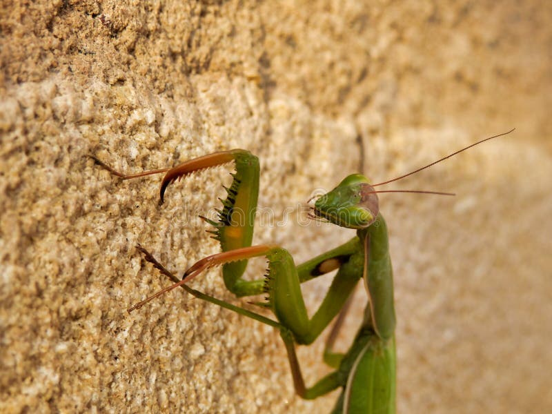 Praying Mantis stock image. Image of mantis, natural - 260704281