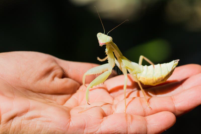 113 Mantis Compound Eye Stock Photos - Free & Royalty-Free Stock Photos ...