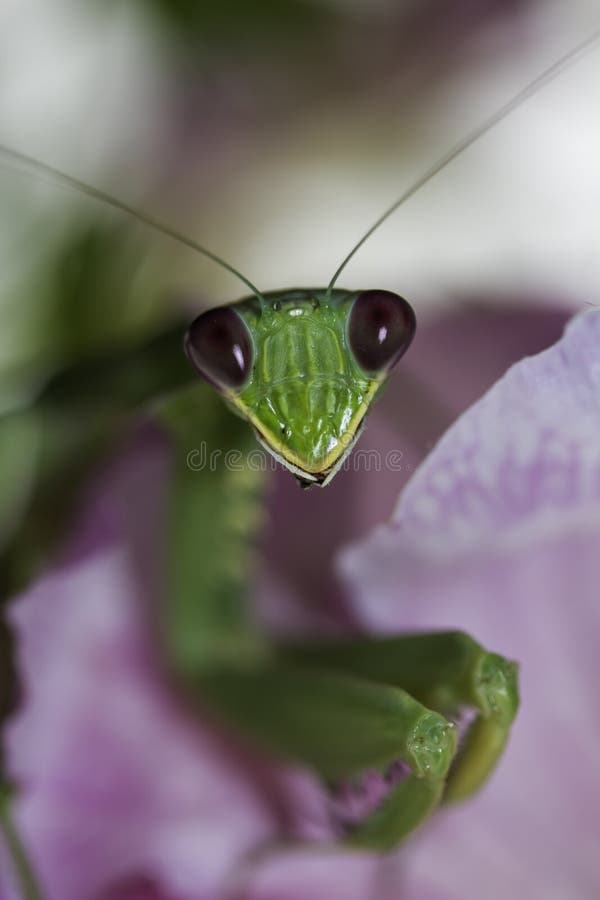 Praying Mantis Close Up stock image. Image of close - 104875551