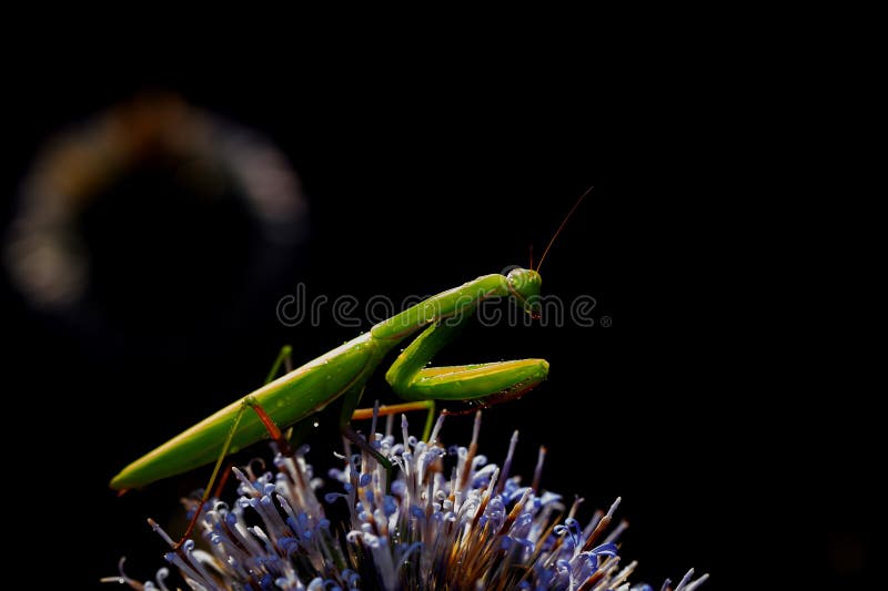 Praying Mantis. Close-up Photo. Nature Background. Stock Photo - Image ...