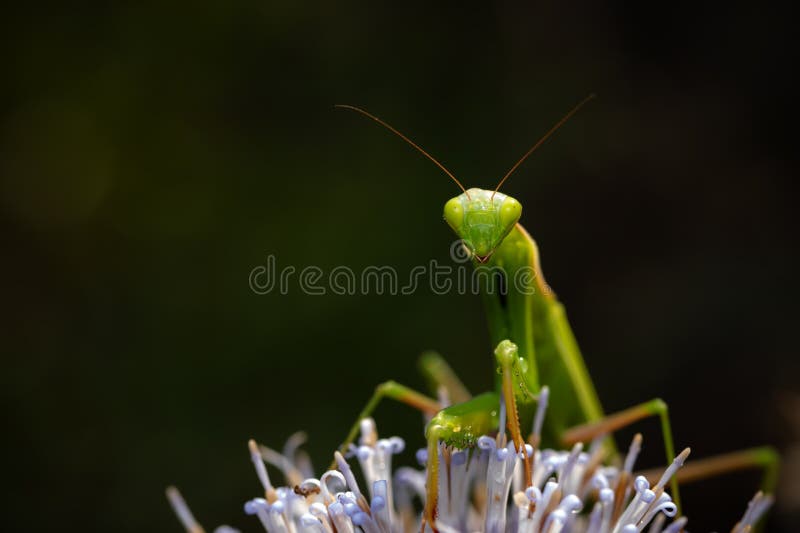 Praying Mantis. Close-up Photo. Nature Background. Stock Photo - Image ...