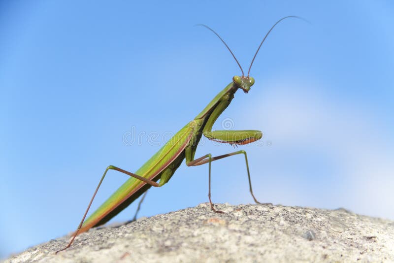 Side View Of Praying Mantis, Standing Stock Image - Image of themes ...