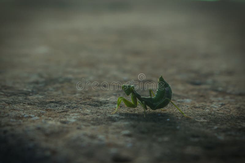The Praying Mantis stock image. Image of tail, wildlife - 134926259