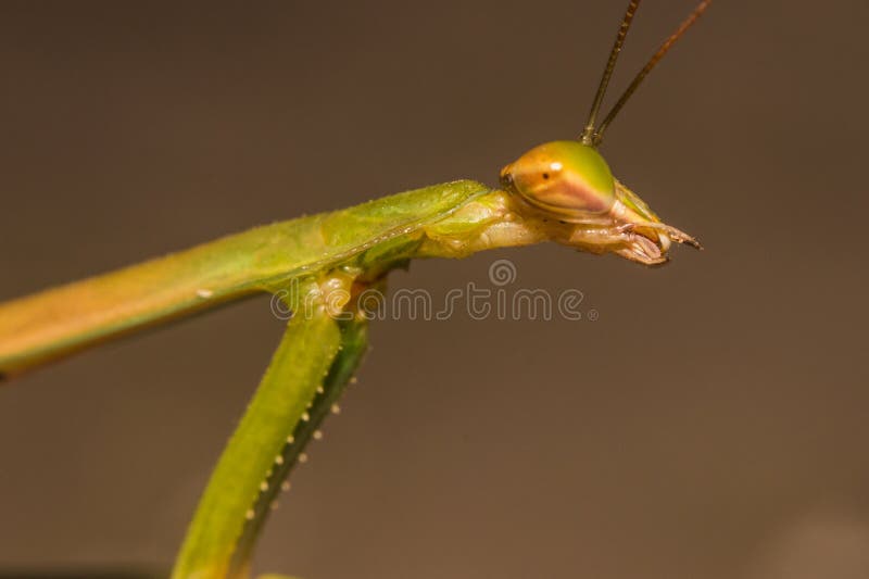 113 Mantis Compound Eye Stock Photos - Free & Royalty-Free Stock Photos ...