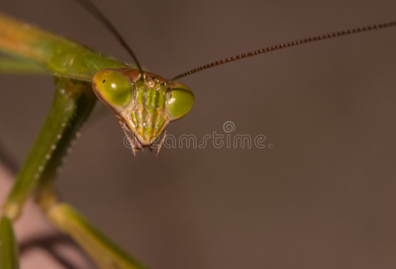 Praying mantis close up stock photo. Image of green, cricket - 36421026