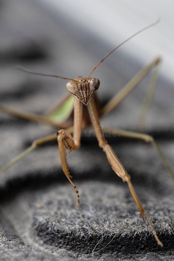 Praying Mantis Closeup stock photo. Image of entomology - 290082004