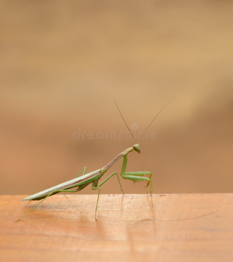 Praying Mantis stock photo. Image of insectivore, nature - 43948152