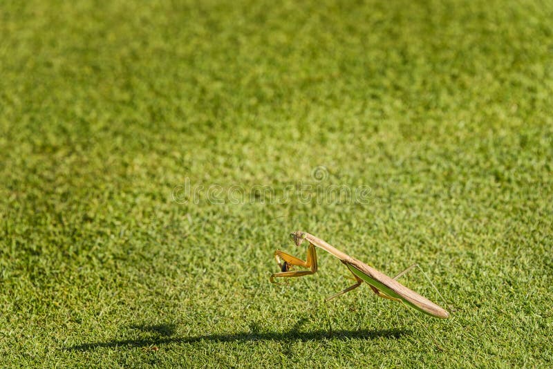 Praying Mantis with Cockroach on Grass Stock Photo - Image of creature ...