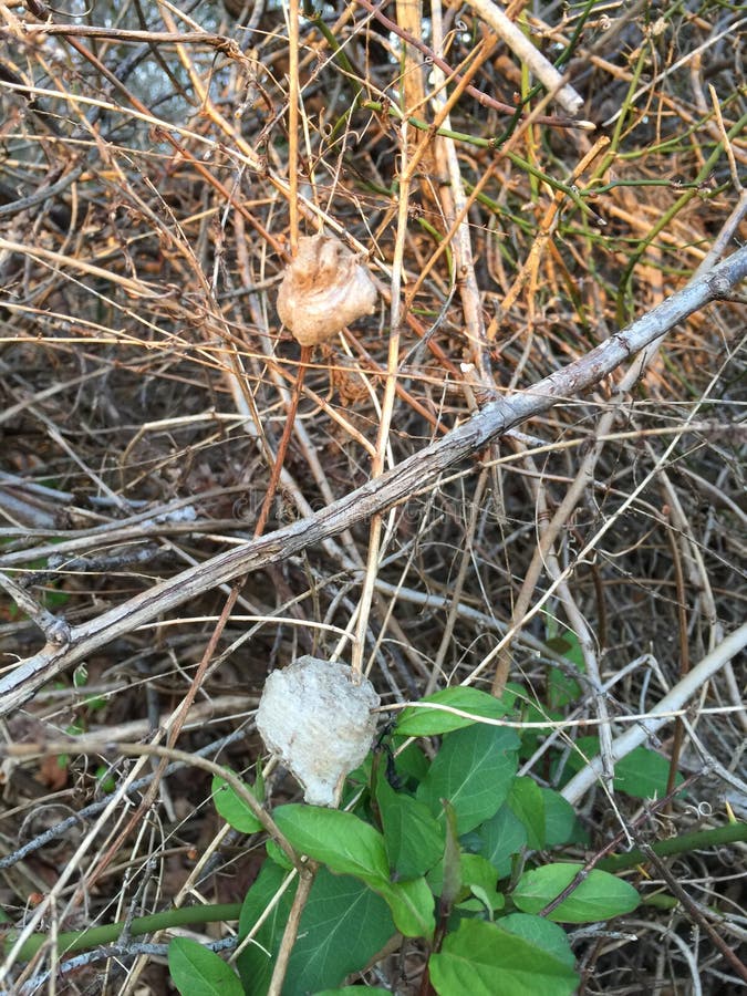 2 Praying Mantis Cocoon on Branch Early Spring Stock Photo - Image of ...
