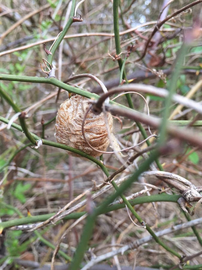 Praying Mantis Cocoon on Branch Early Spring Stock Photo - Image of ...