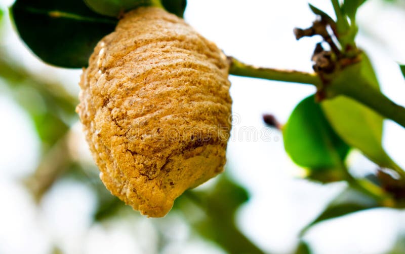 Cocoon on the tree small stock image. Image of garden - 220391509