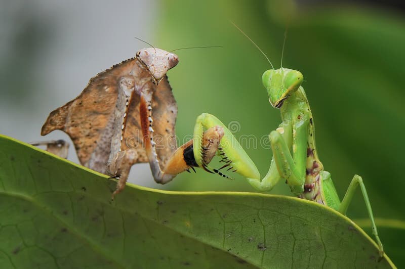 Mantis Love stock image. Image of sting, wildlife, reproduction - 284043