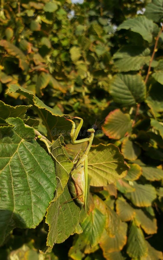 Praying Mantis in a Defensive Position on a Hazel Leaf, Vertical Stock ...