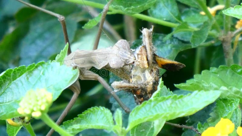 Predation: Praying Mantis that Devours Food2 Stock Video - Video of ...