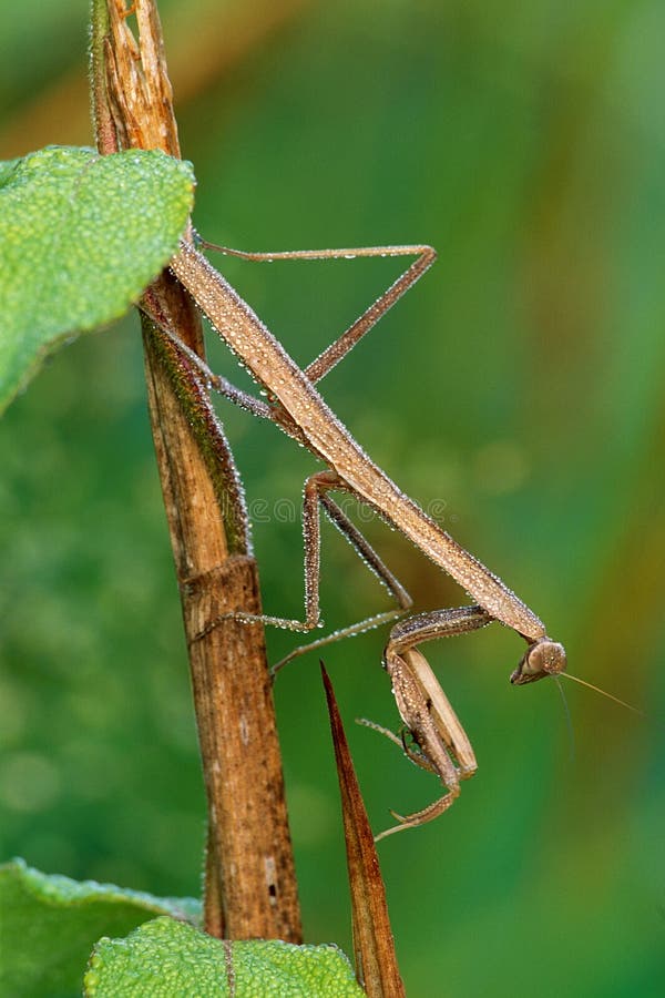 446 Praying Mantis Water Stock Photos - Free & Royalty-Free Stock ...