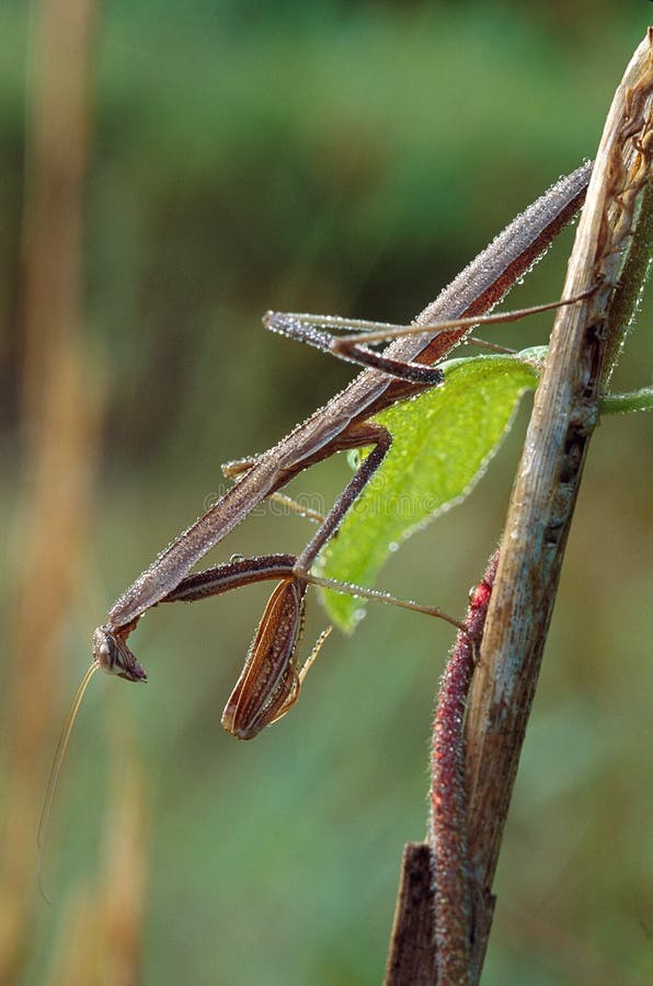 Praying Mantis Arm stock photo. Image of chinese, pray - 28425820