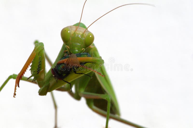 Praying mantis stock photo. Image of mantis, green, housefly - 48071888