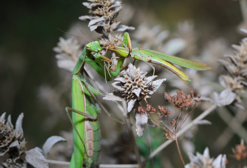 Green Praying Mantis Eating A Grasshopper Stock Photo - Image of green ...