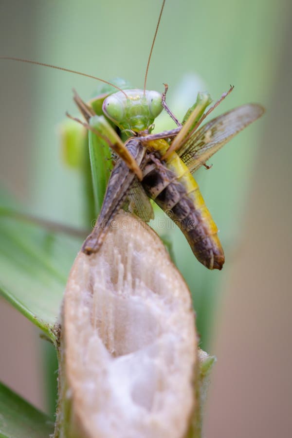 Praying Mantis Eating Grasshopper - Mantis Religiosa Stock Photo ...