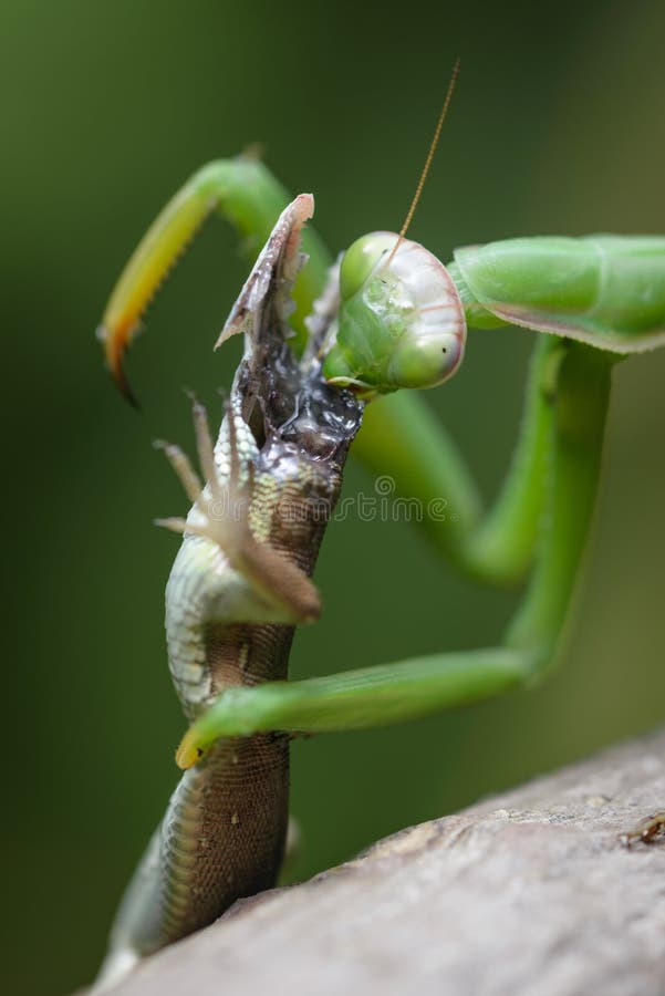 847 Animal Eating Praying Mantis Stock Photos - Free & Royalty-Free ...