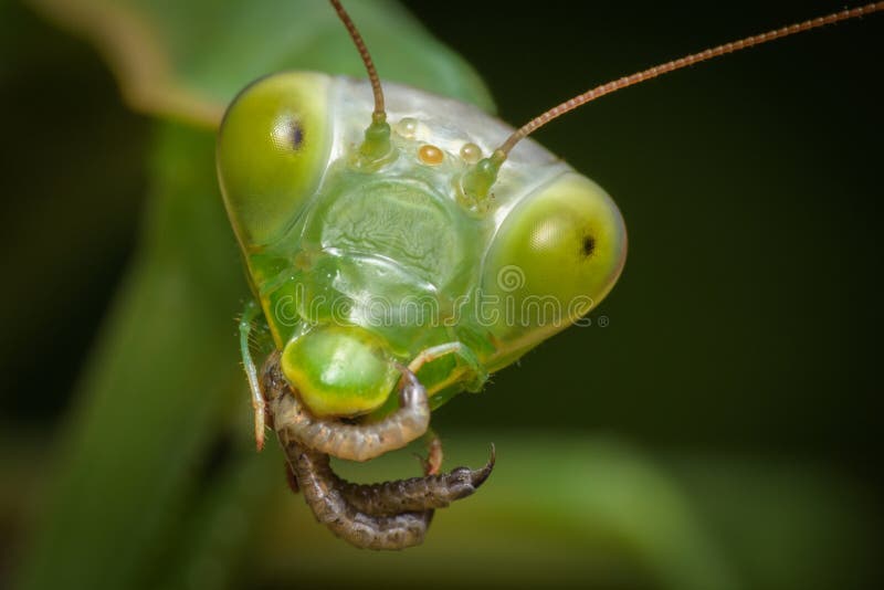 Praying Mantis Eating Lizard - Mantis Religiosa Stock Image - Image of ...