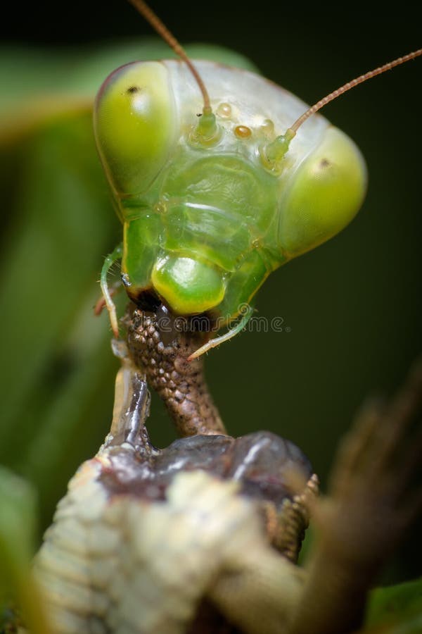 Praying Mantis Eating Lizard - Mantis Religiosa Stock Image - Image of ...