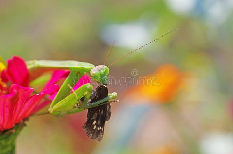 Praying Mantis Eating a Moth Stock Photo - Image of predator, nature ...