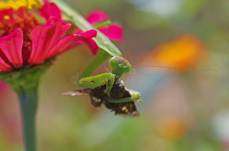 Praying Mantis Eating a Moth Stock Image - Image of flower, green: 34437273
