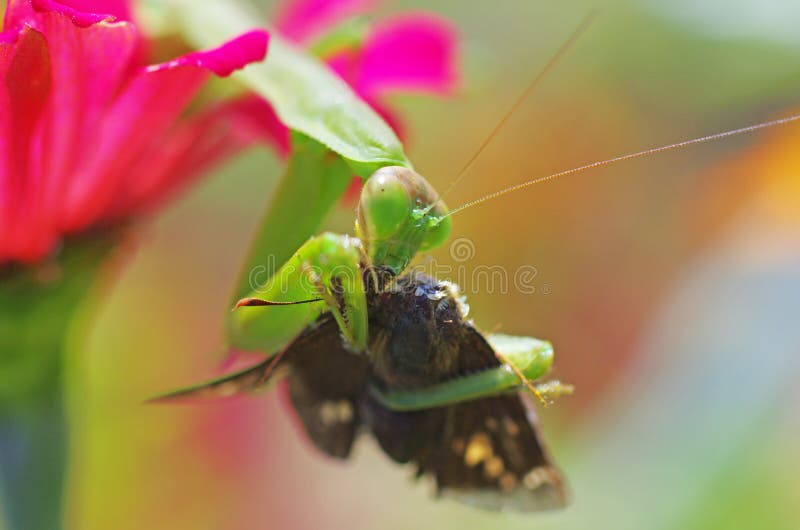 Praying Mantis Eating a Moth Stock Photo - Image of predator, nature ...