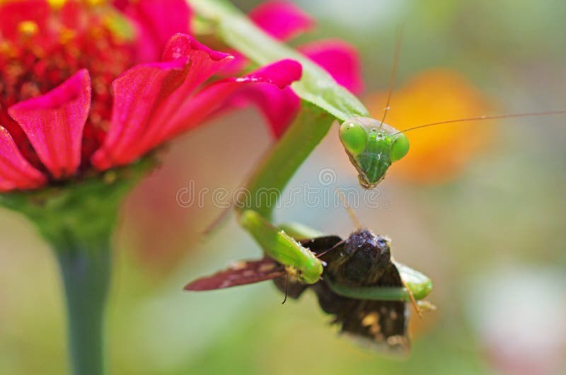 Praying Mantis Eating a Moth Stock Photo - Image of holding, outdoors ...