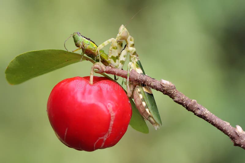 A Praying Mantis is Eating a Small Grasshopper on a Wild Fruit. Stock ...