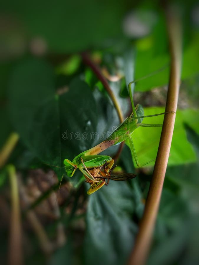 Praying Mantis Eating Some Insects Stock Photo - Image of caught ...