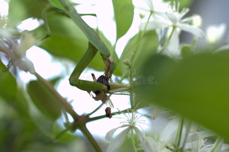 Praying mantis eating stock photo. Image of dinner, outdoors - 212452144