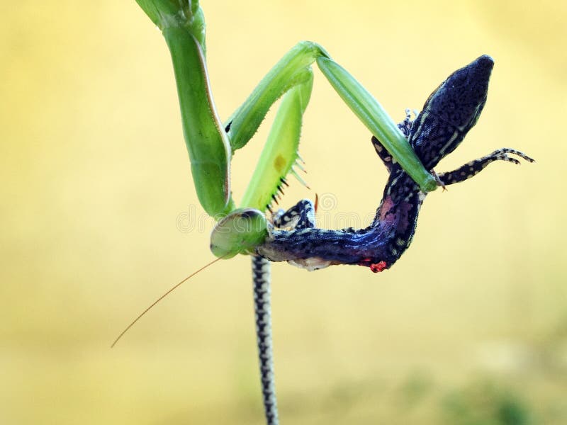 Praying Mantis Eating a Wall Lizard Stock Image - Image of praying ...