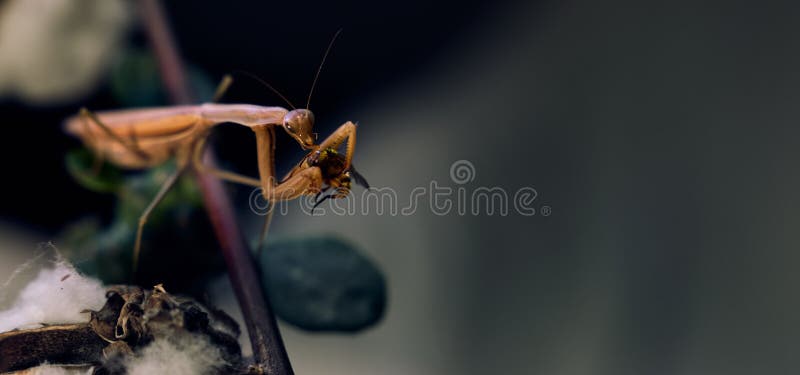 Praying Mantis Eating a Yellow Fly on a Dry Plants. Colored, Close- Up ...