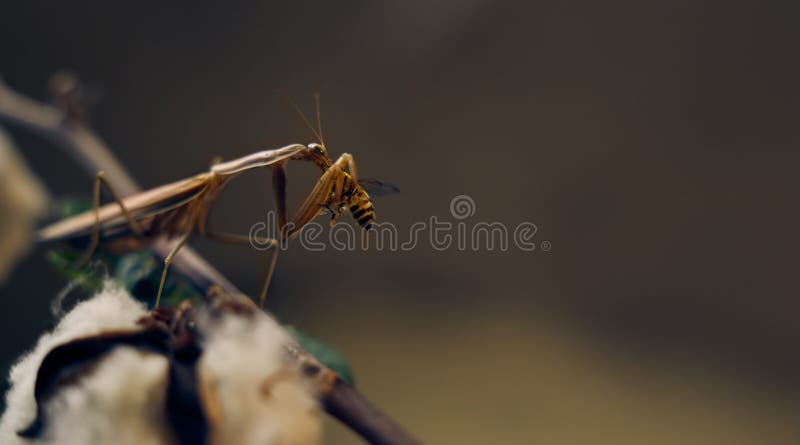 Praying Mantis Eating a Yellow Fly on a Dry Plants Stock Photo - Image ...