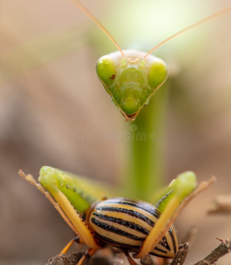 Praying Mantis Eats the Colorado Potato Beetle in Nature. Stock Photo ...