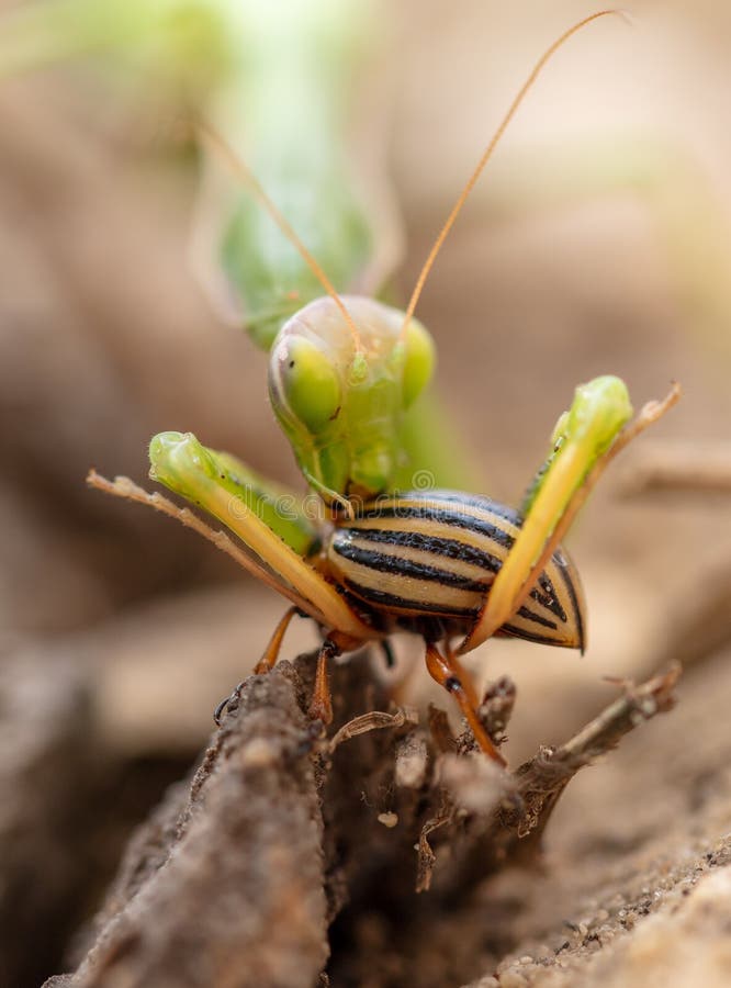 Praying Mantis Eats the Colorado Potato Beetle in Nature. Stock Image ...