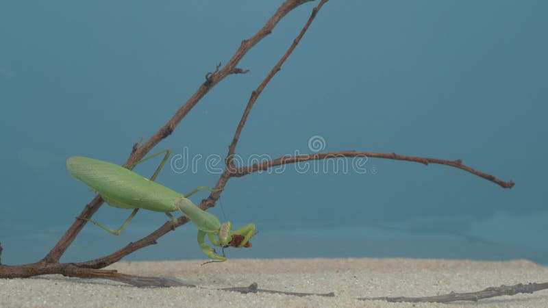 A Common Praying Mantis Eats a Flour Beetle. Stock Footage - Video of ...