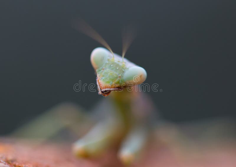Praying Mantis stock image. Image of mouth, insect, female - 88725215