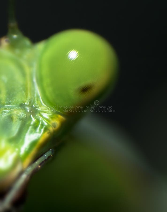 Praying Mantis Eye Close Up Stock Photo - Image of observing, mandible ...