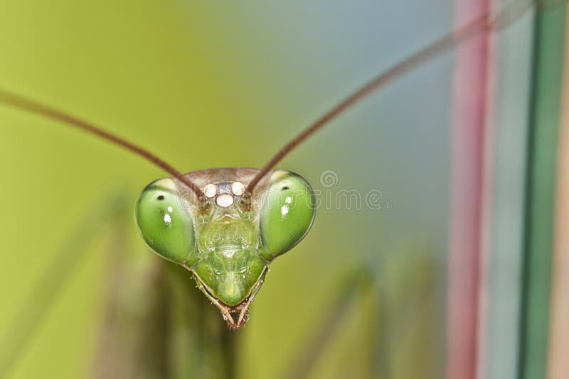 Praying mantis face stock photo. Image of invertebrate - 28389398