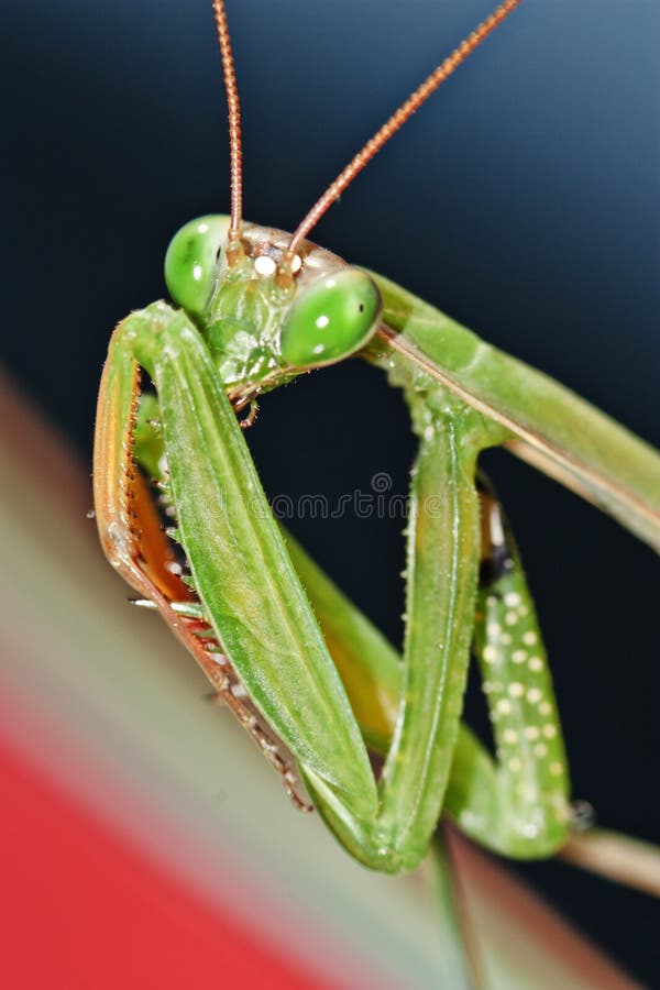 Praying mantis face stock photo. Image of catcher, alive - 28389412